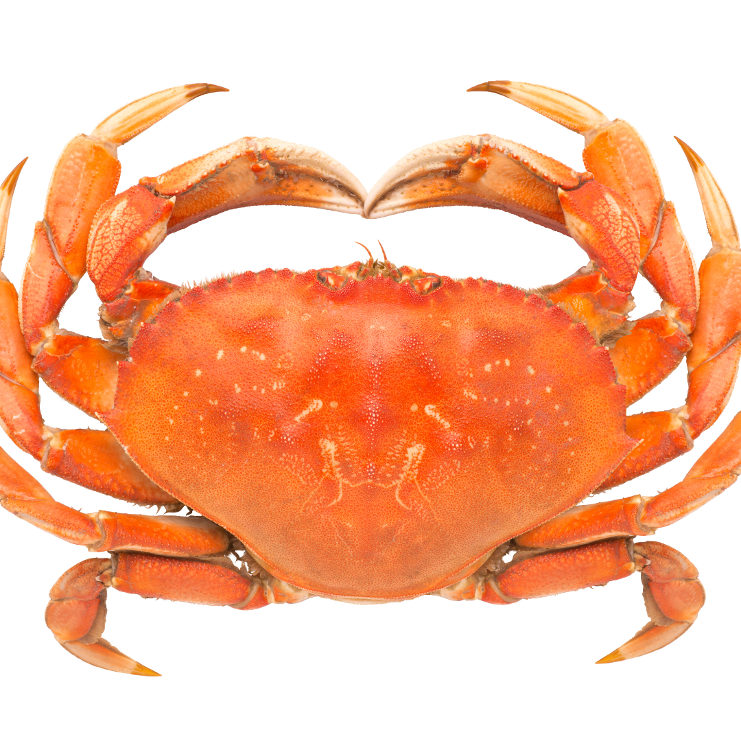 Crab - Namibian Golden Crab Whole - average pack weighs 1.20kg - pack ...